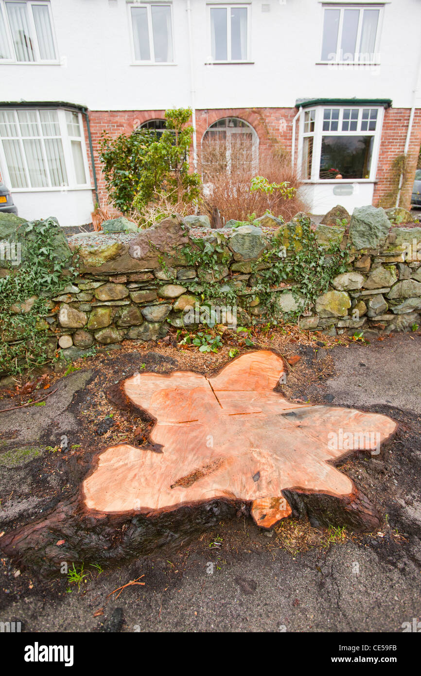 Tree roots damage pavement hi-res stock photography and images - Alamy