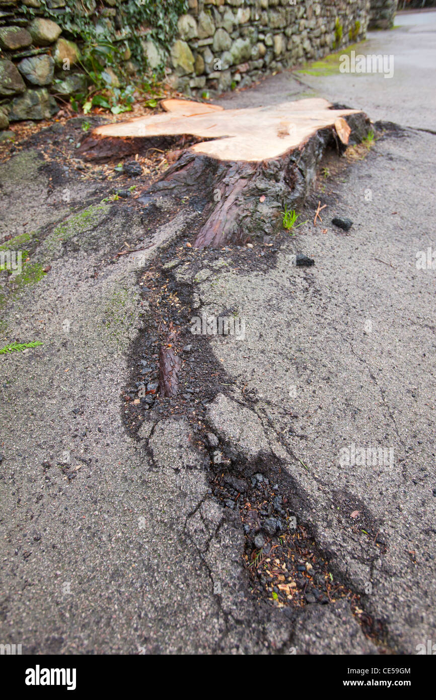 A tree that was pushing up the tarmac on a pavement in Keswick had to ...