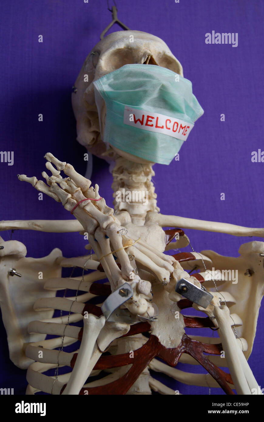 Welcoming Human Skeleton.Original human Skeleton decorated by medical ...