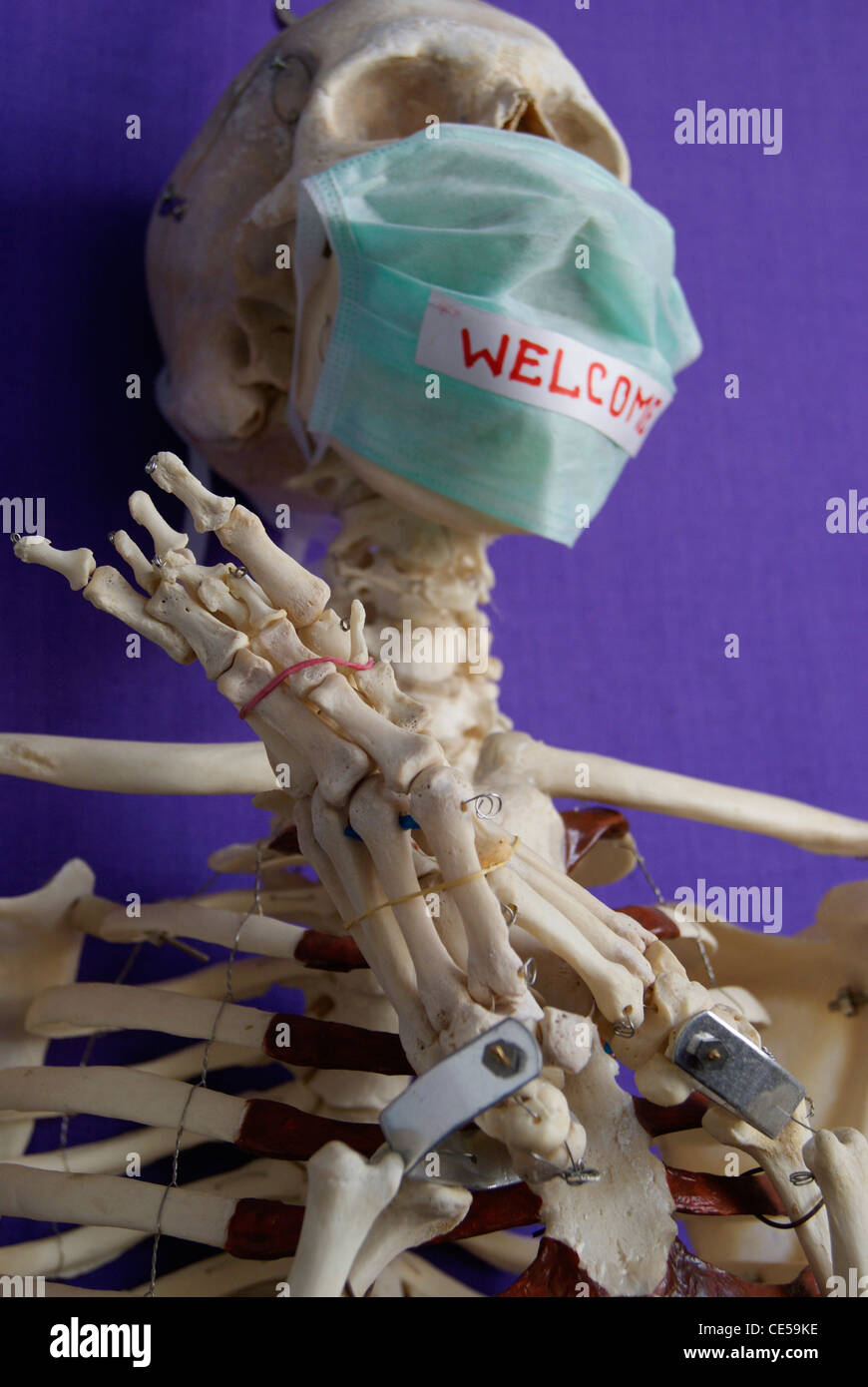 Welcoming Human Skeleton.Original human Skeleton decorated by medical ...