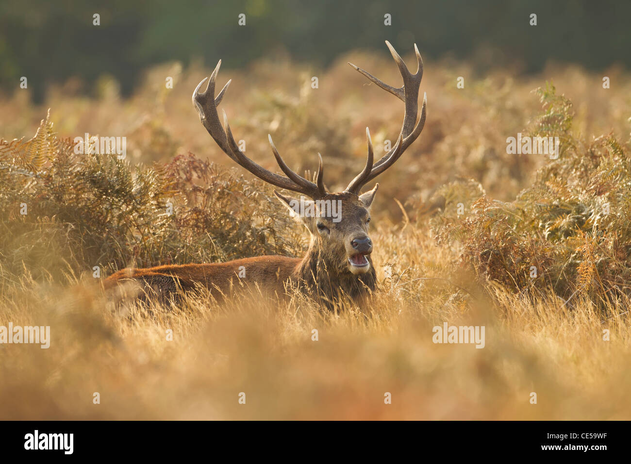 Red deer stag resting hi-res stock photography and images - Alamy