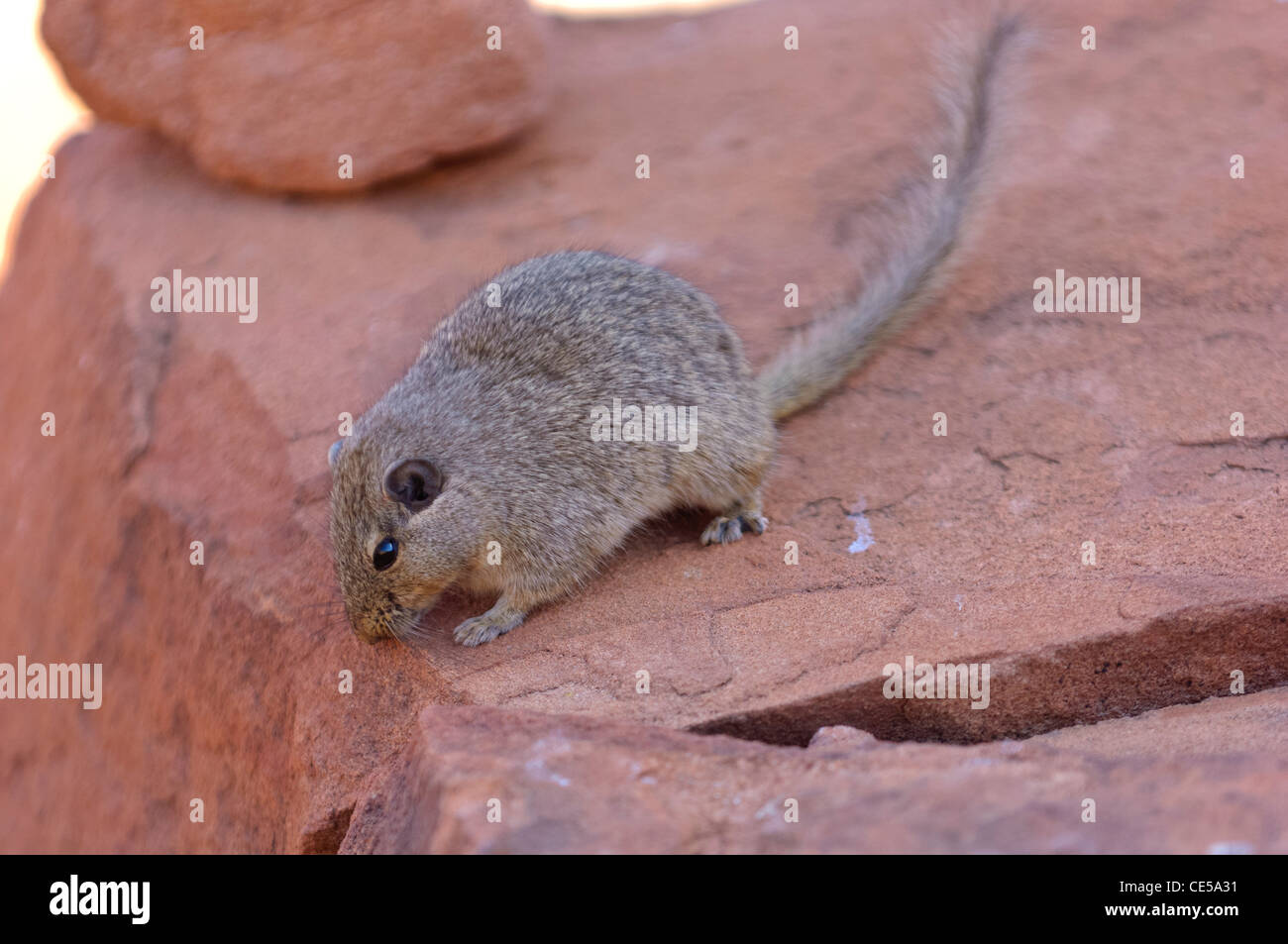 Rock Rat Stock Photos & Rock Rat Stock Images - Alamy