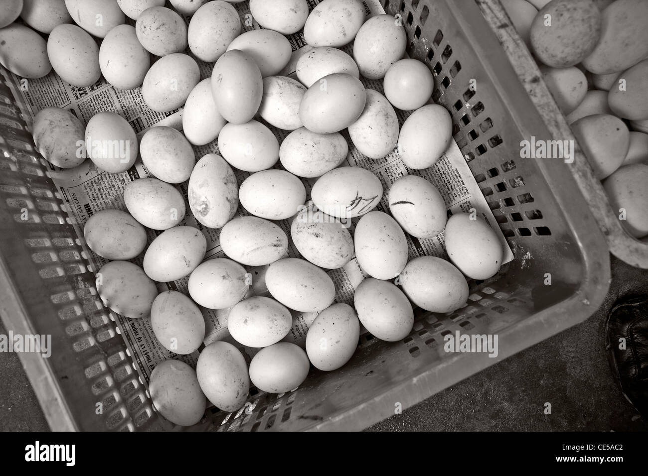 Collection eggs photograph hi-res stock photography and images - Alamy
