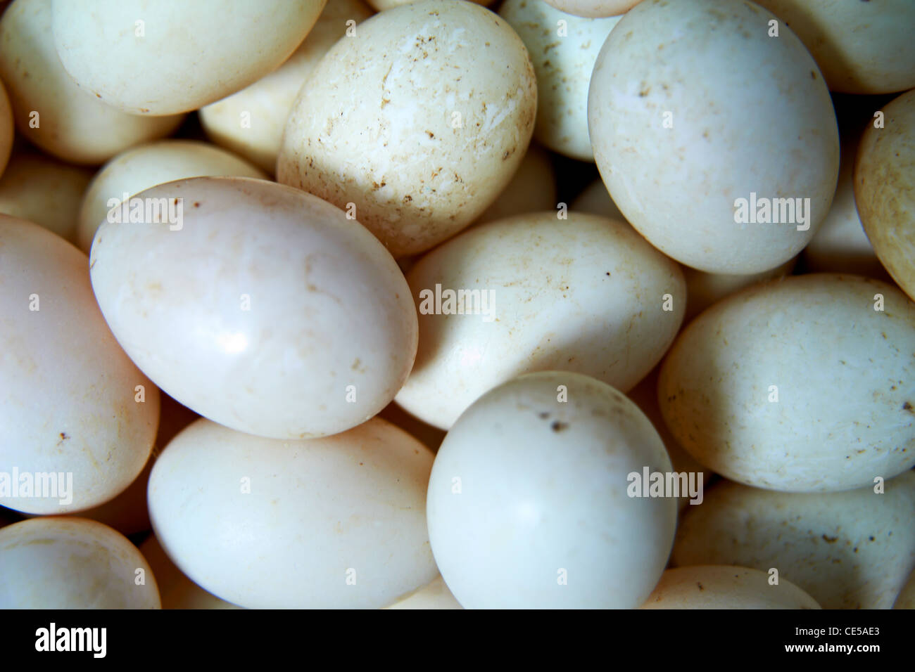 Collection eggs photograph hi-res stock photography and images - Alamy