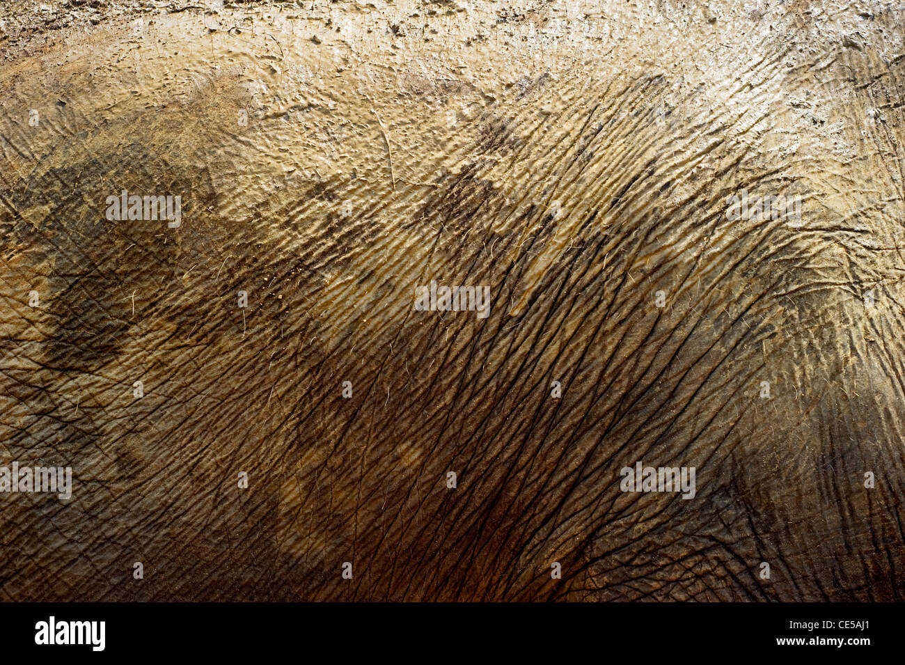 Elephant skin texture hi-res stock photography and images - Alamy