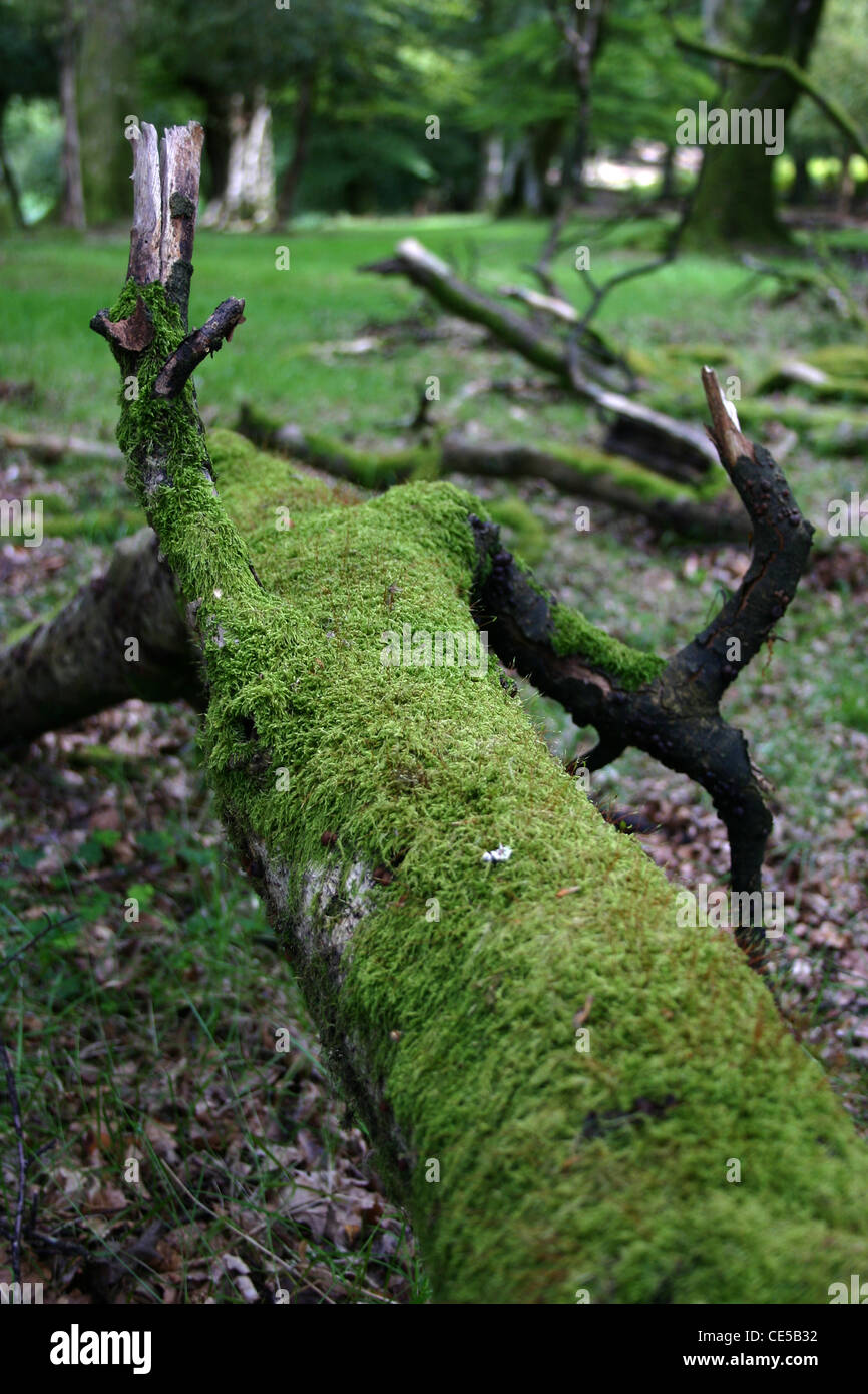 Moss covered fallen tree Stock Photo - Alamy