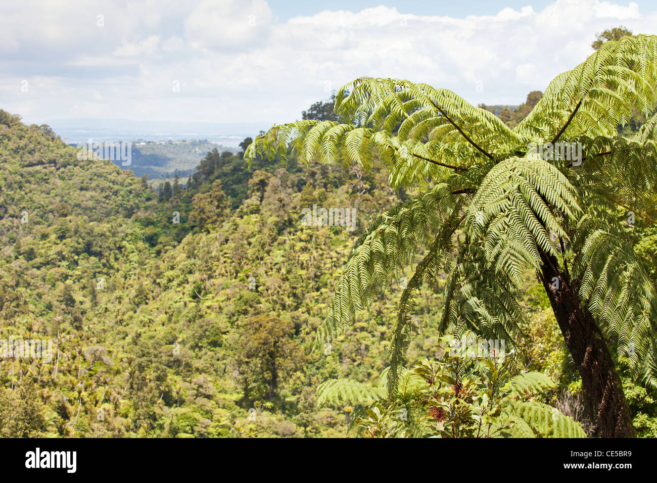 Upper Nihotupu Reservoir In The Waitakere Ranges Auckland New
