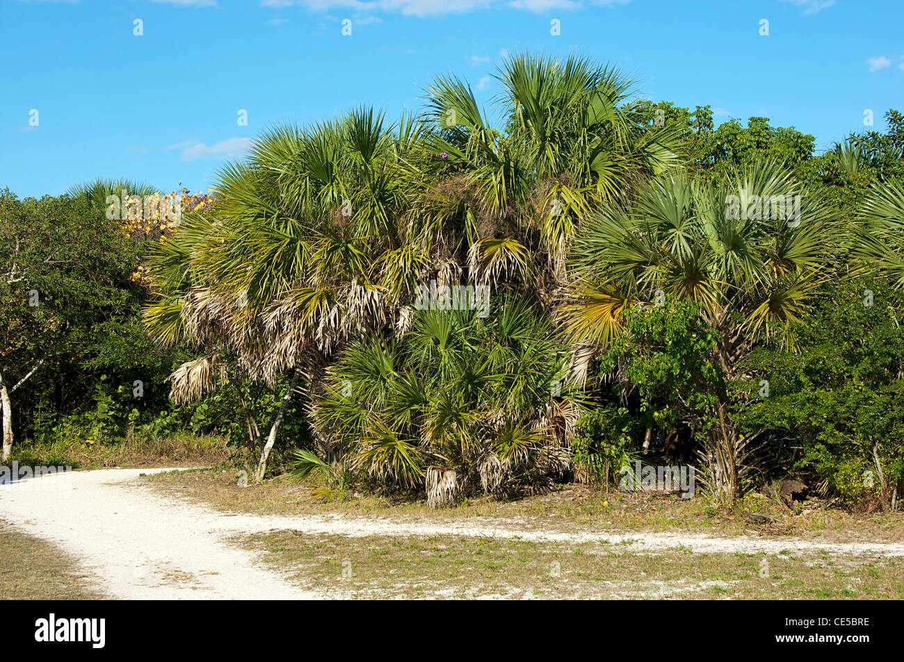 A cluster of palm trees hi-res stock photography and images - Alamy