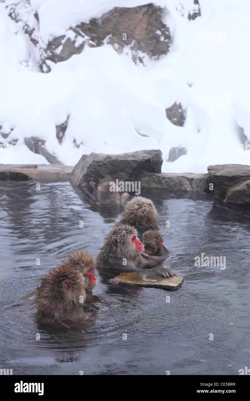 Snow monkey in hot spring, Jigokudani, Nagano, Japan Stock Photo - Alamy
