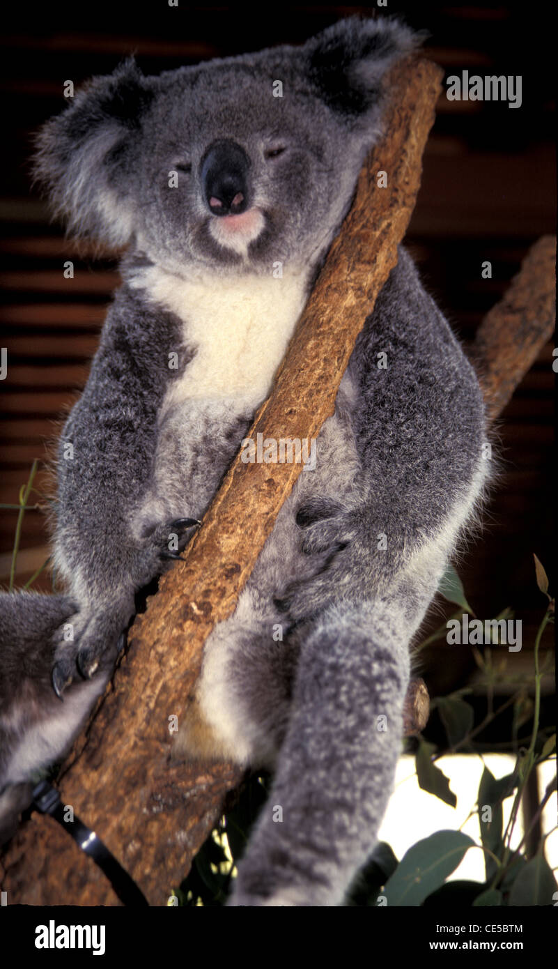 Big male koala hi-res stock photography and images - Alamy