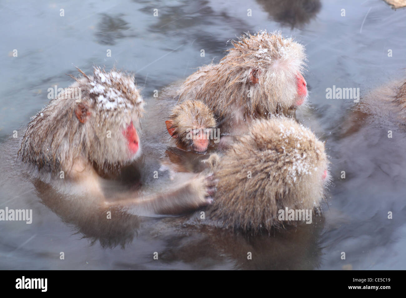 Snow monkey in hot spring, Jigokudani, Nagano, Japan Stock Photo - Alamy