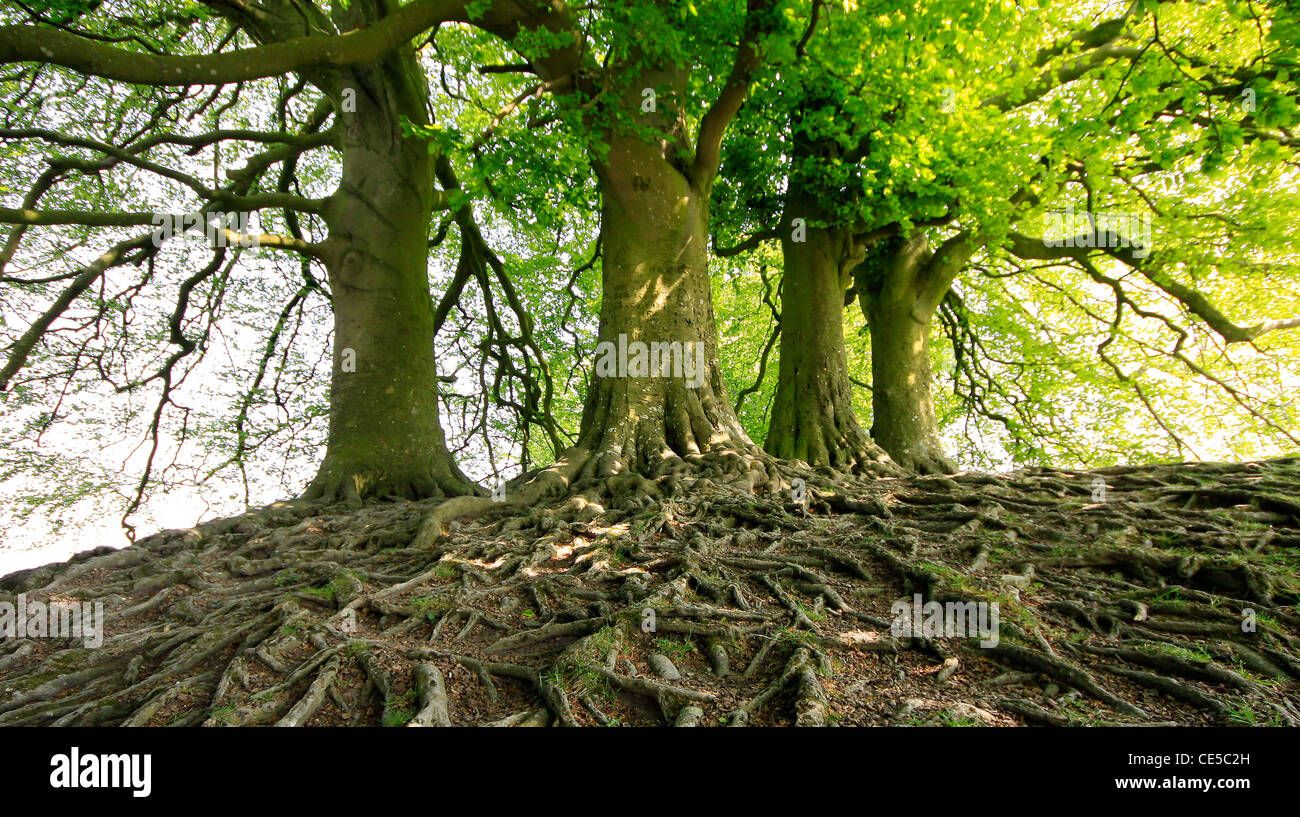 Impressive roots hi-res stock photography and images - Alamy