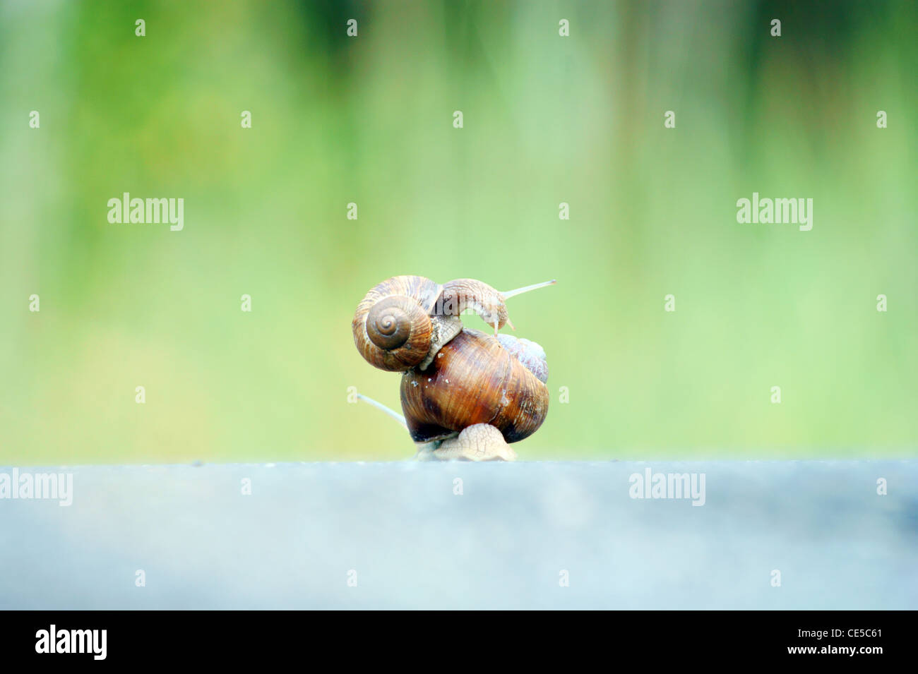 Two snails racing hi-res stock photography and images - Alamy