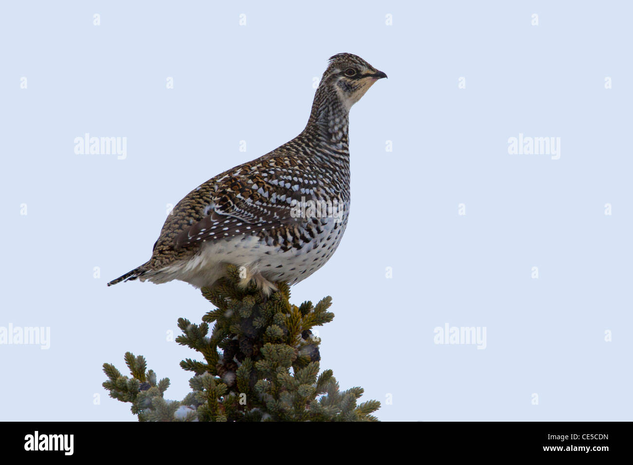 Sharp-tailed Grouse (Tympanuchus phasianellus) perched on top of a ...