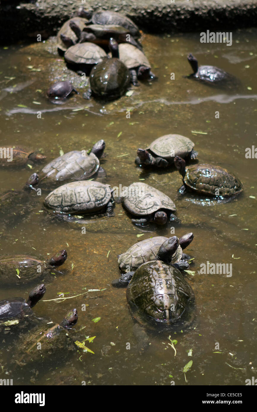 Turtles at the Kik Lok Si temple, penang Stock Photo - Alamy