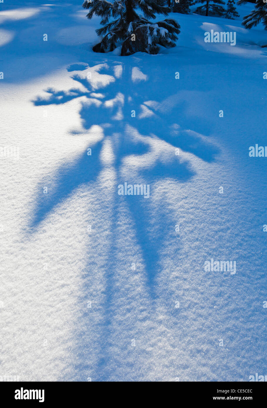 The shadow of a pine tree cast on pristine blanket of snow. Washington ...