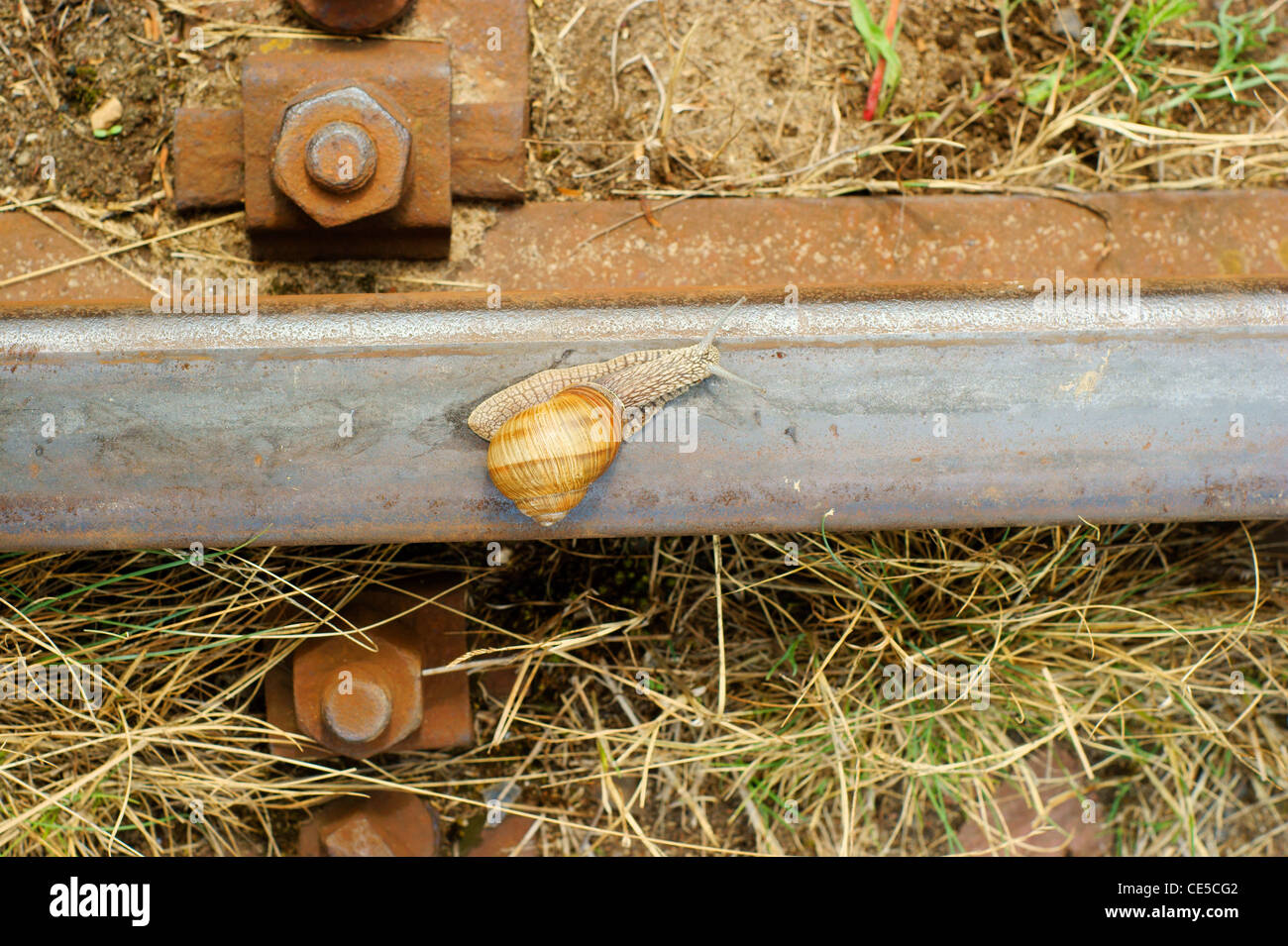 snail on a railway rail Stock Photo - Alamy