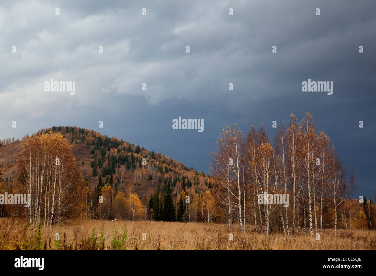 Rain forest after rain storm hi-res stock photography and images - Alamy