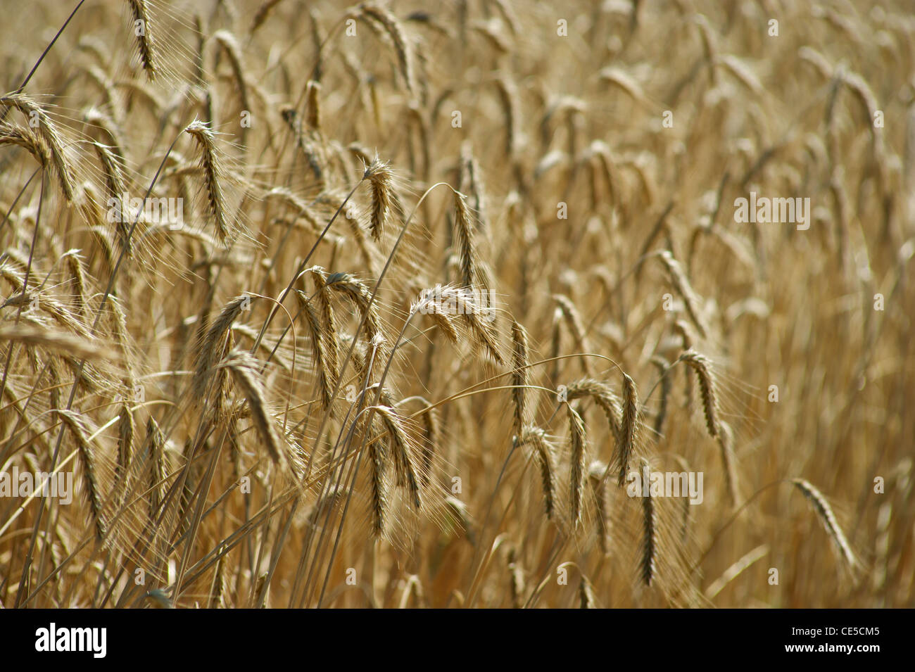 Close up of wheat for background Stock Photo - Alamy