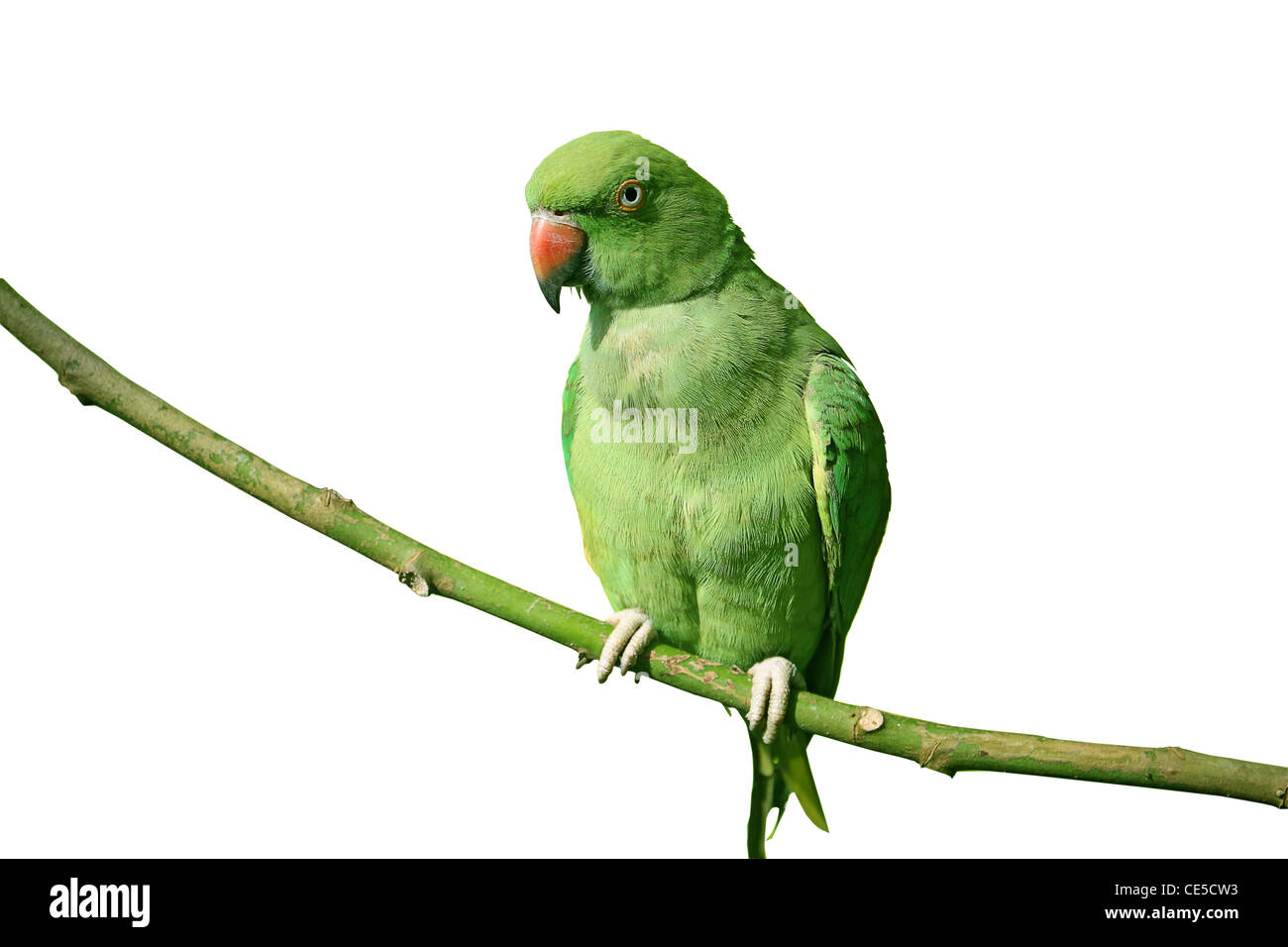 Rose ringed Parakeet close up on white background Stock Photo - Alamy