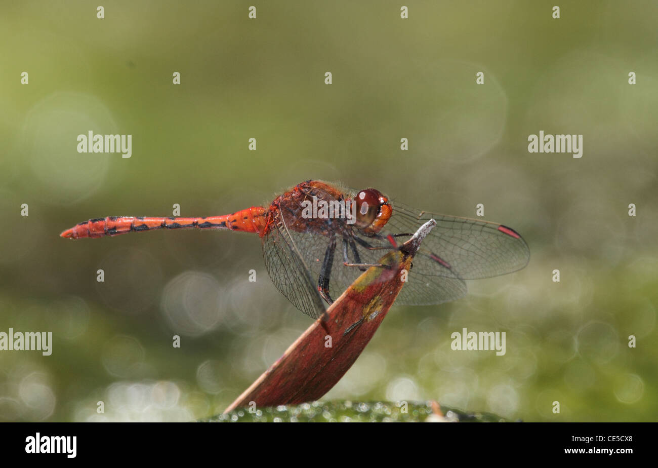 Scarlet percher dragonfly hi-res stock photography and images - Alamy
