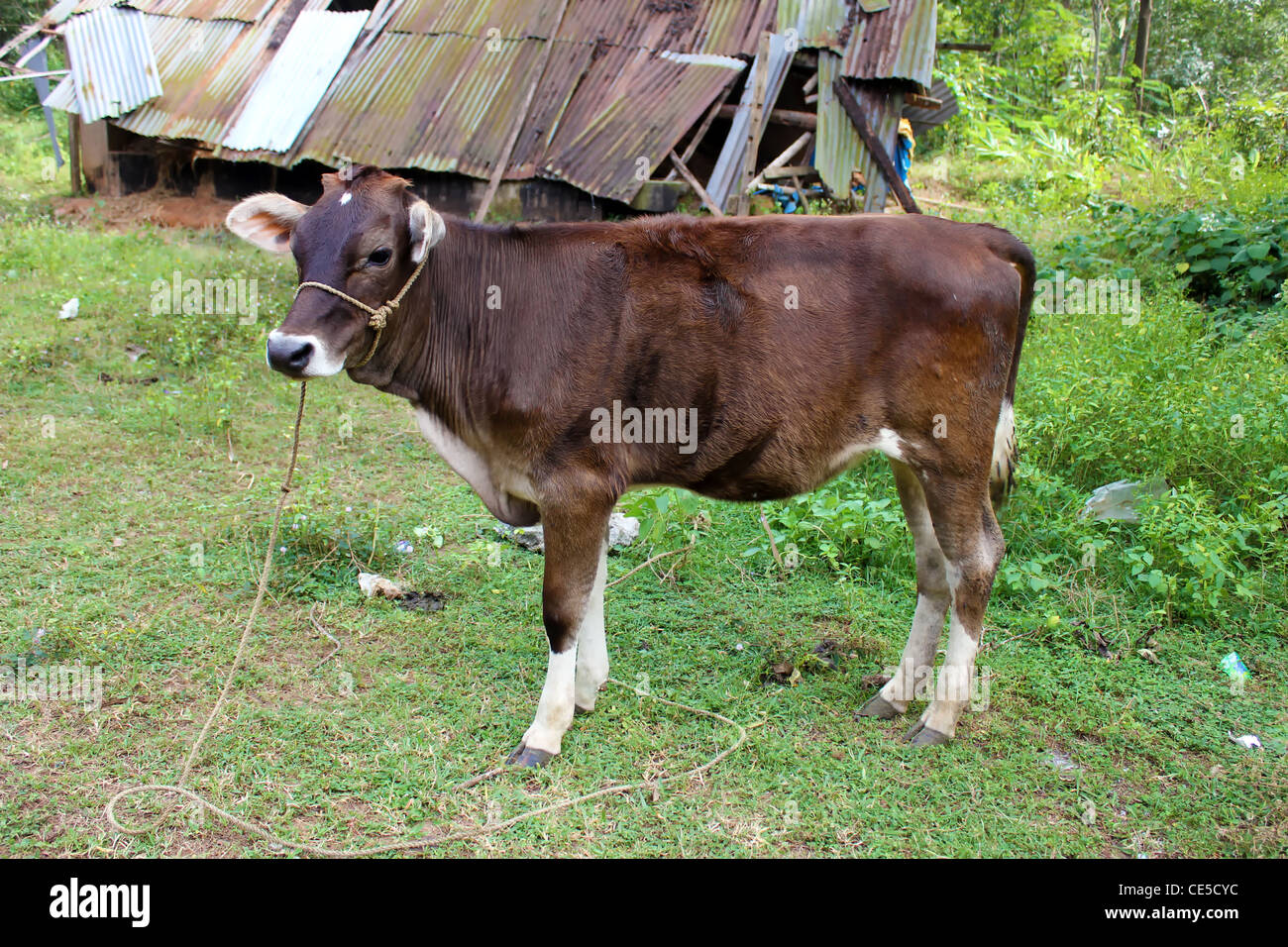 Kerala cow farm hi-res stock photography and images - Alamy
