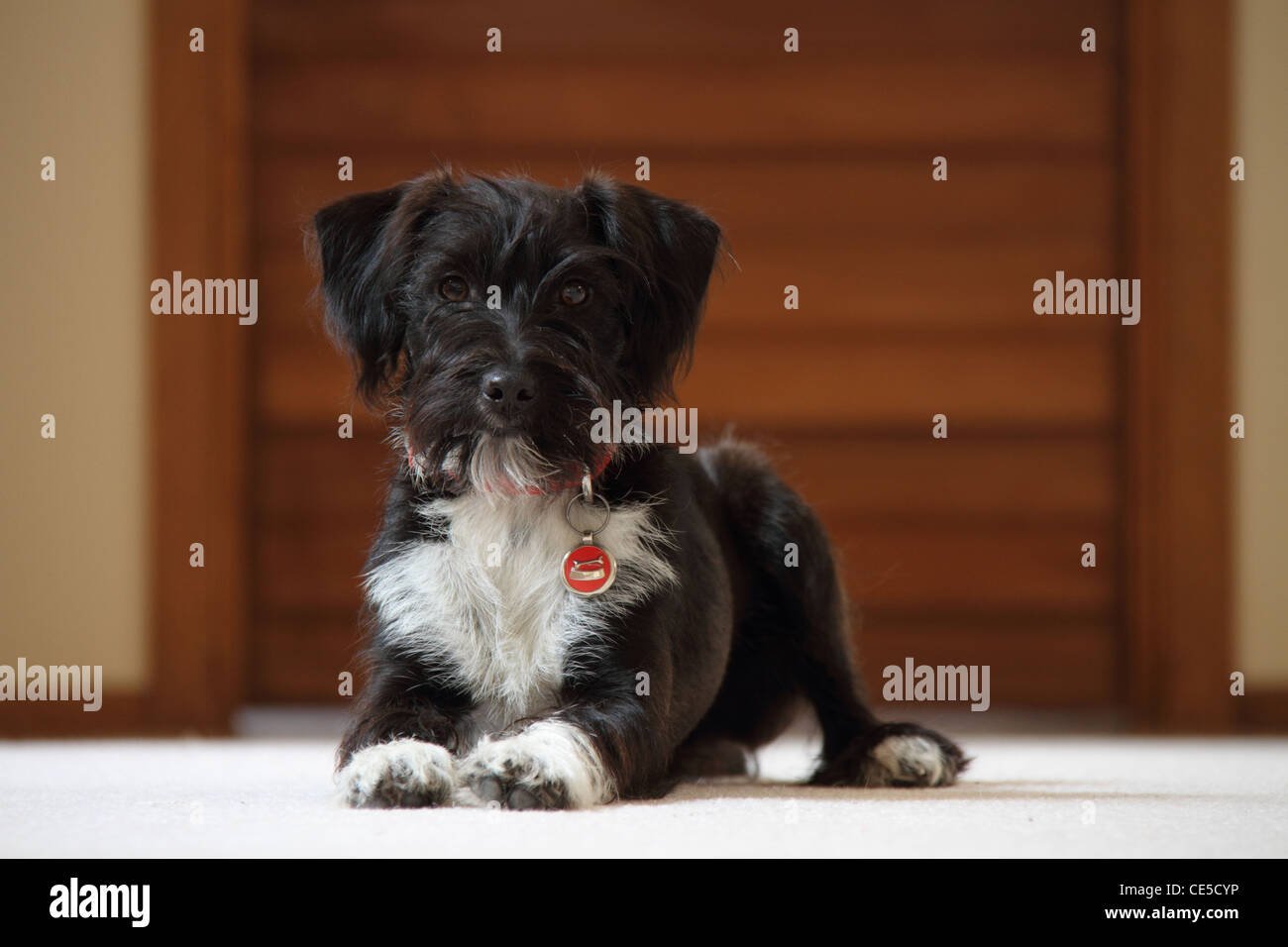 Jack russell cross poodle puppy hi-res stock photography and images - Alamy