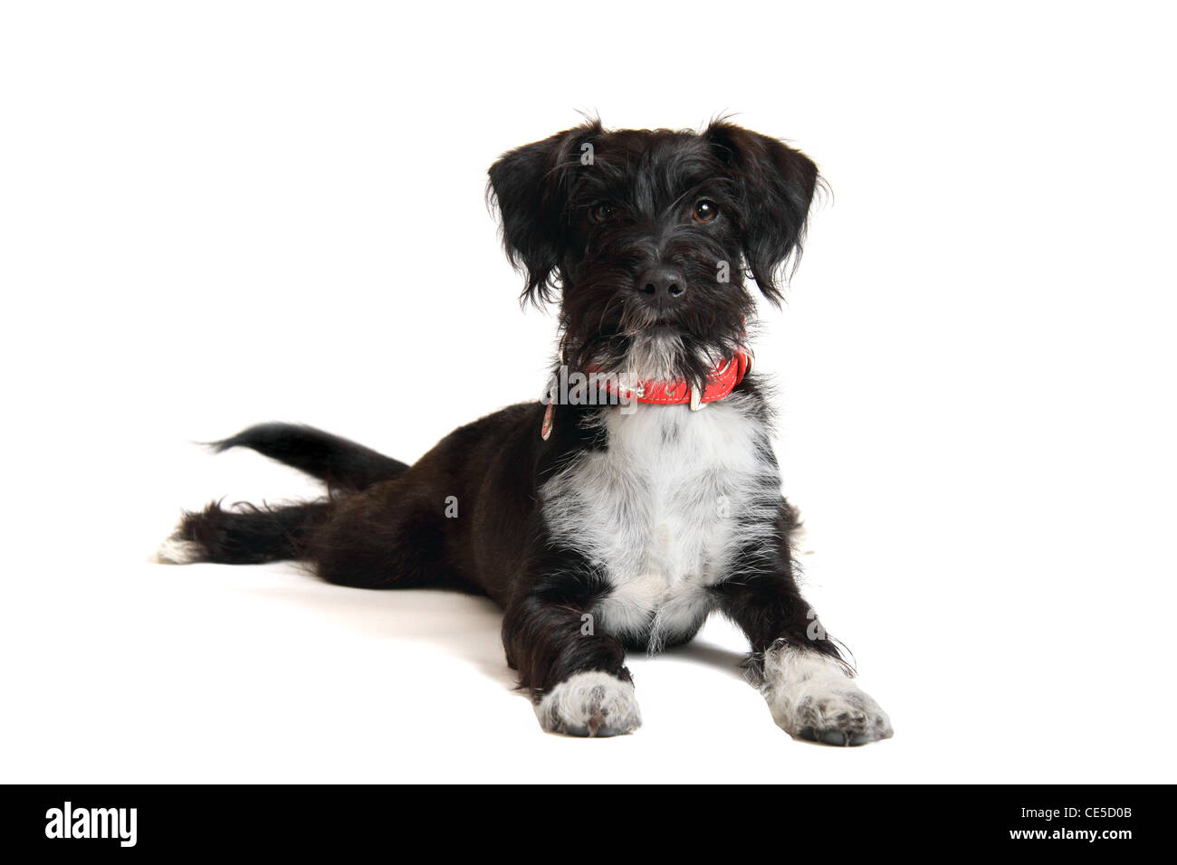 Jackadoodle puppy hi-res stock photography and images - Alamy
