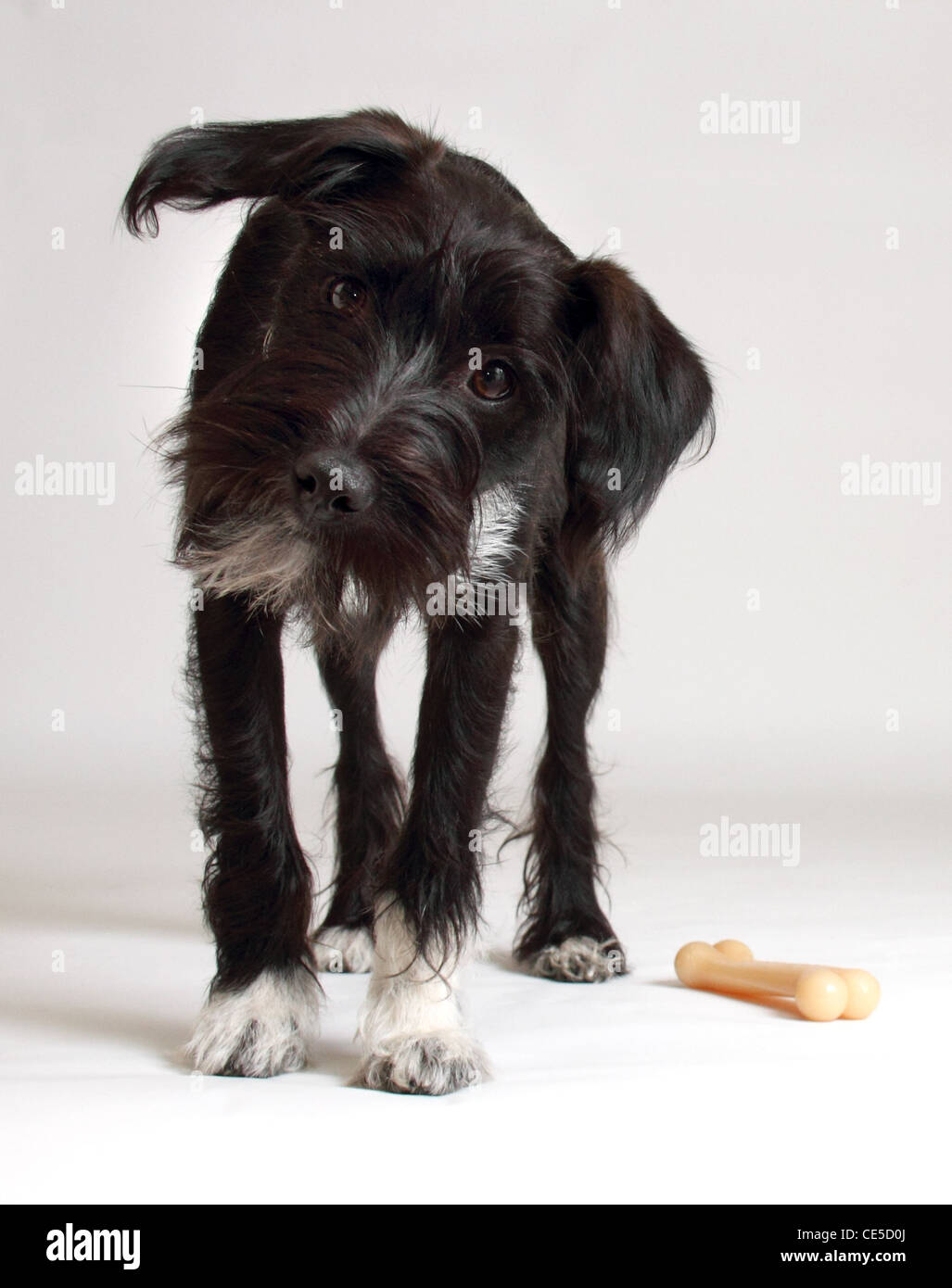 jackadoodle puppy photographed in a studio Stock Photo - Alamy