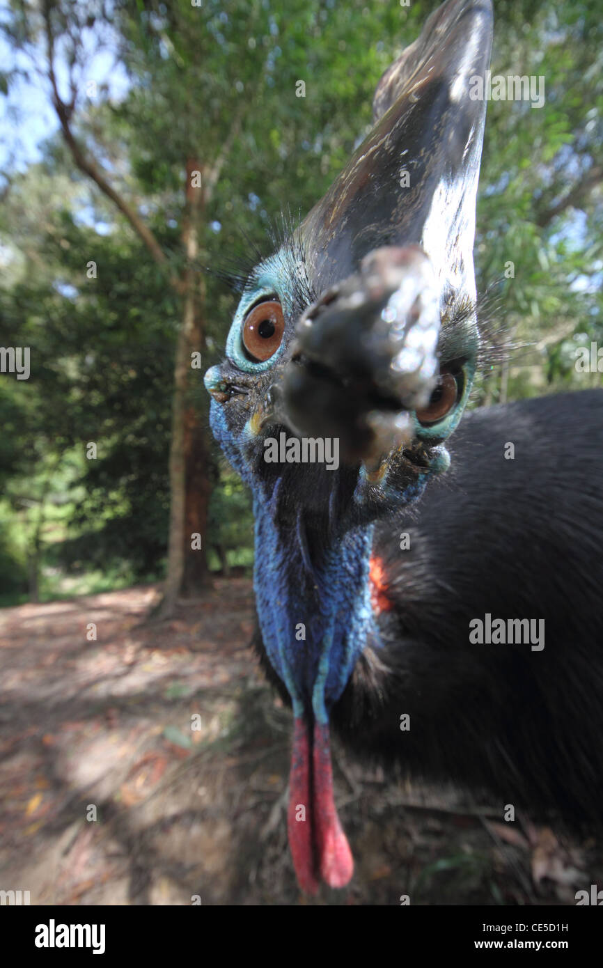 Southern cassowary male Stock Photo - Alamy