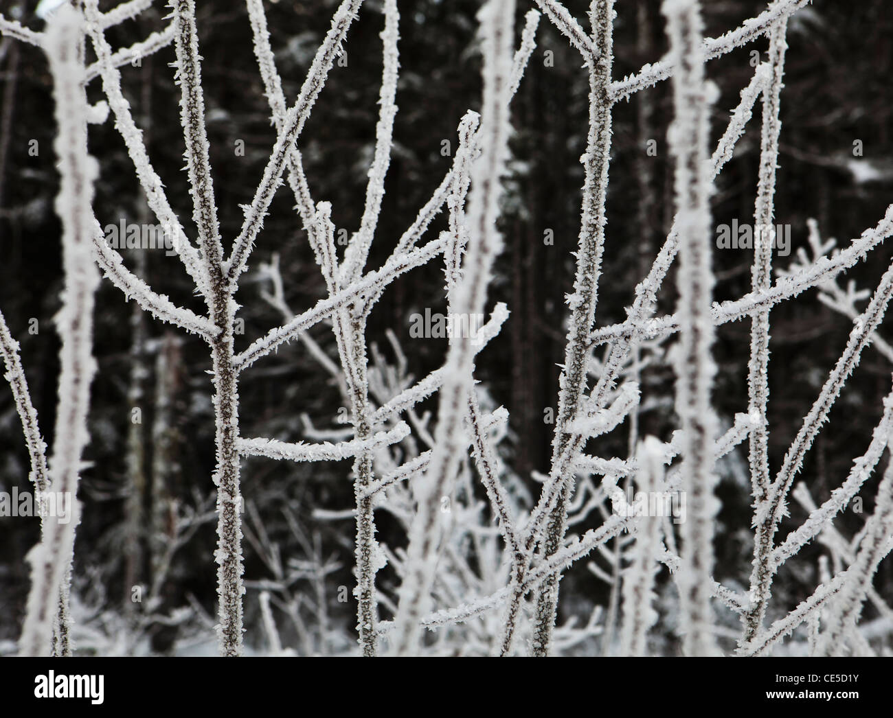 branches of vegetation covered with a thick layer of hoar frost ...