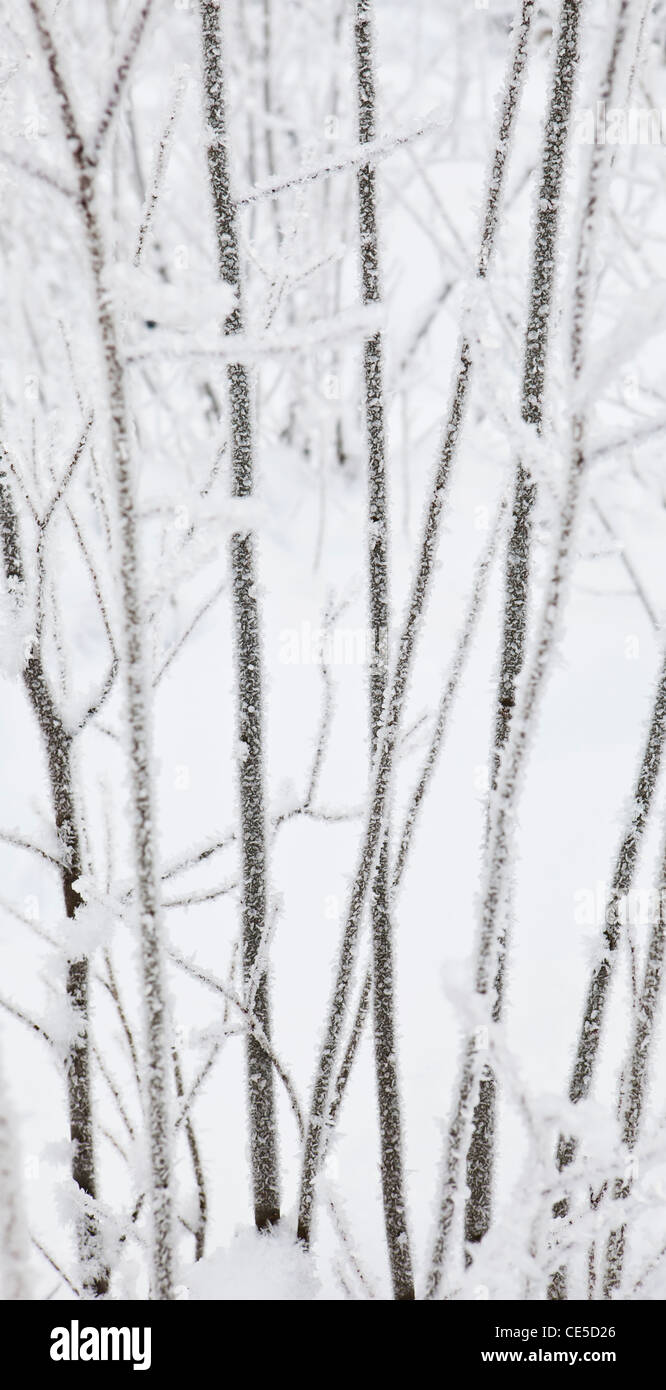 Hoar Layer High Resolution Stock Photography and Images - Alamy