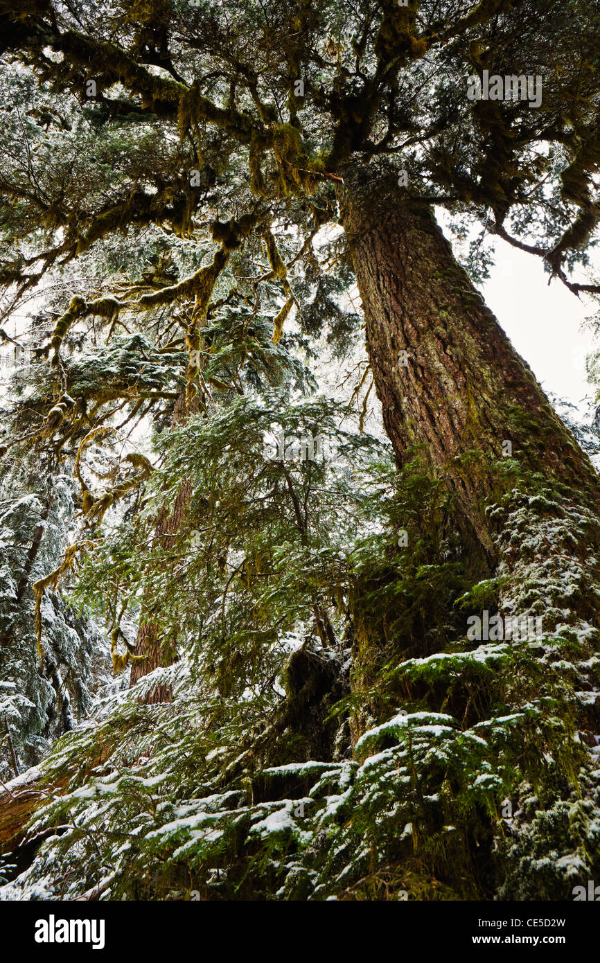 Looking up at trees in the forest on the short hike to the Big Four Ice ...