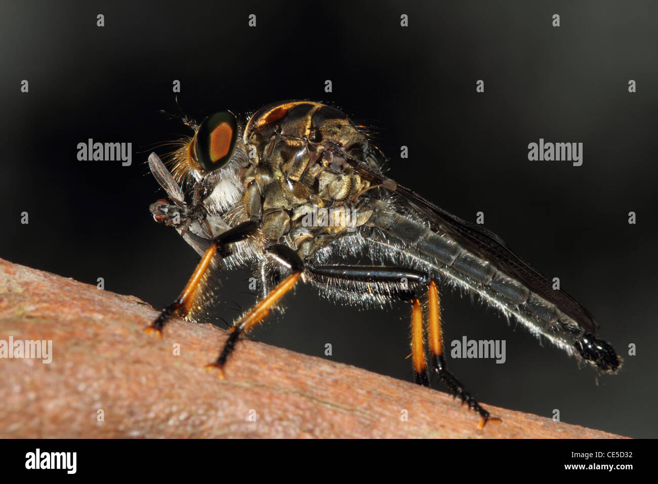 Robber fly hi-res stock photography and images - Alamy