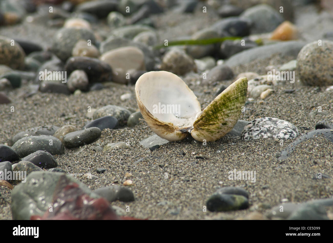 Open Clamshell on Beach Stock Photo - Alamy