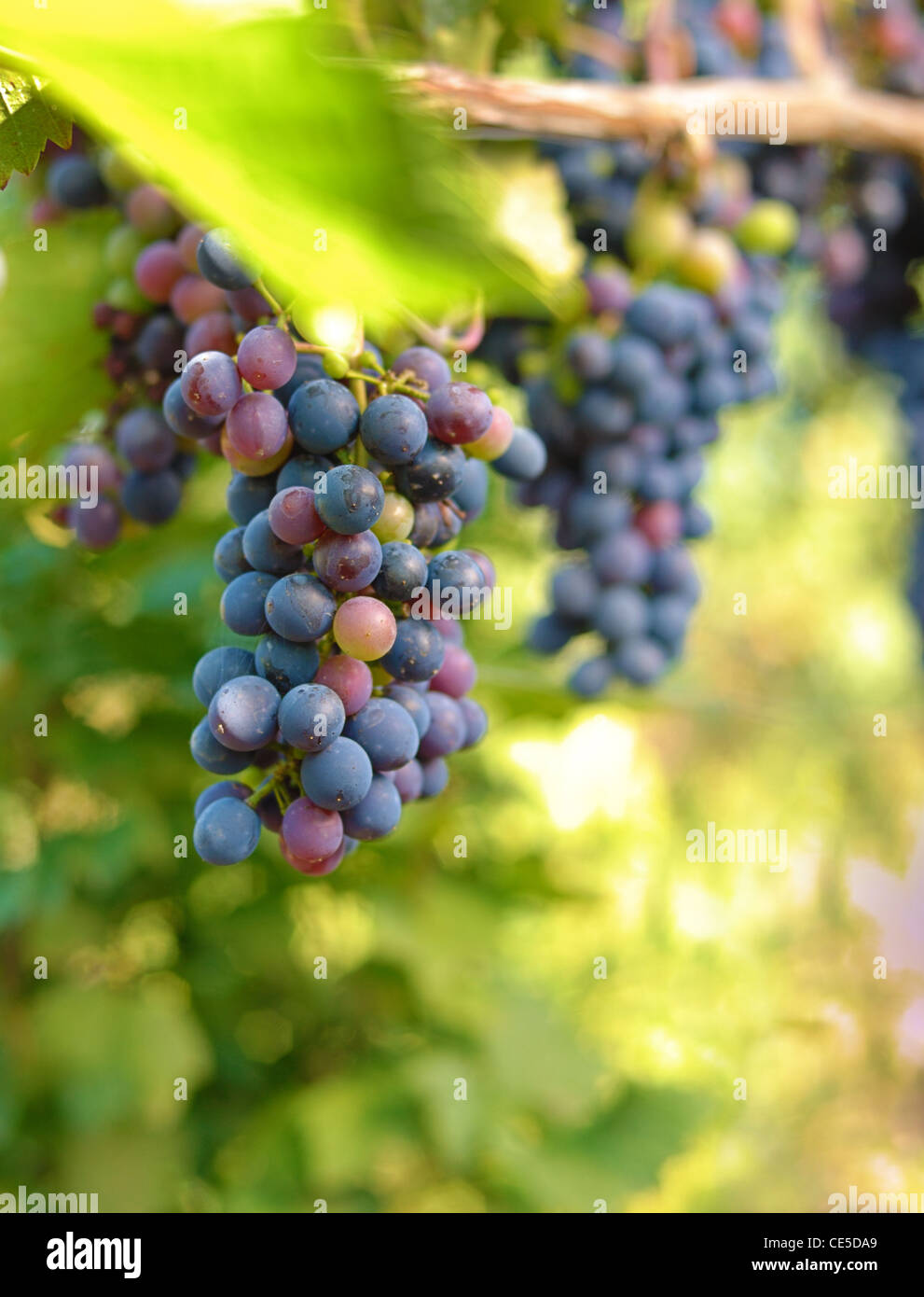 Bunche of blue grapes on vine at sunset time Stock Photo - Alamy