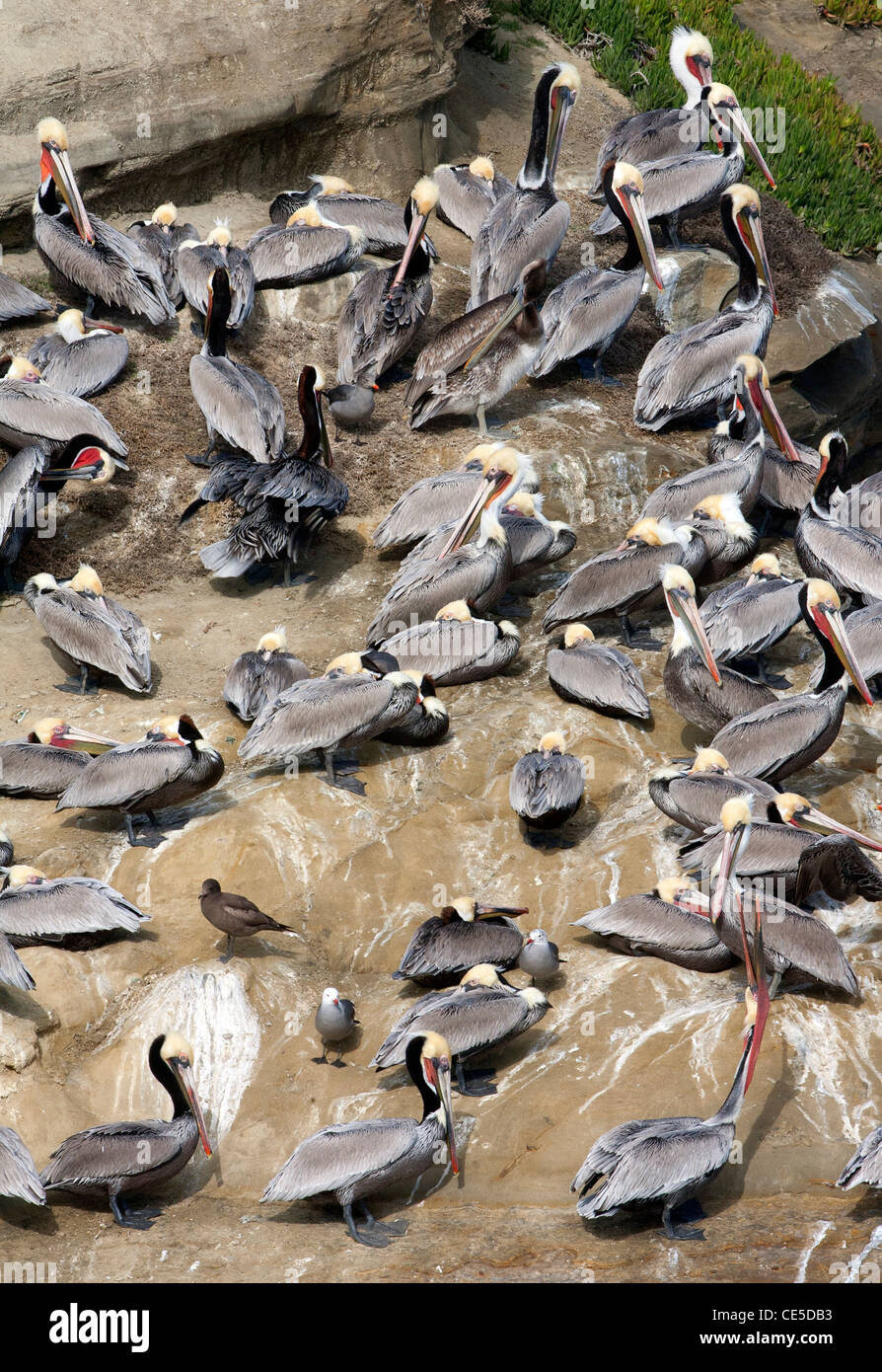 Brown Pelican Flock Stock Photo - Alamy