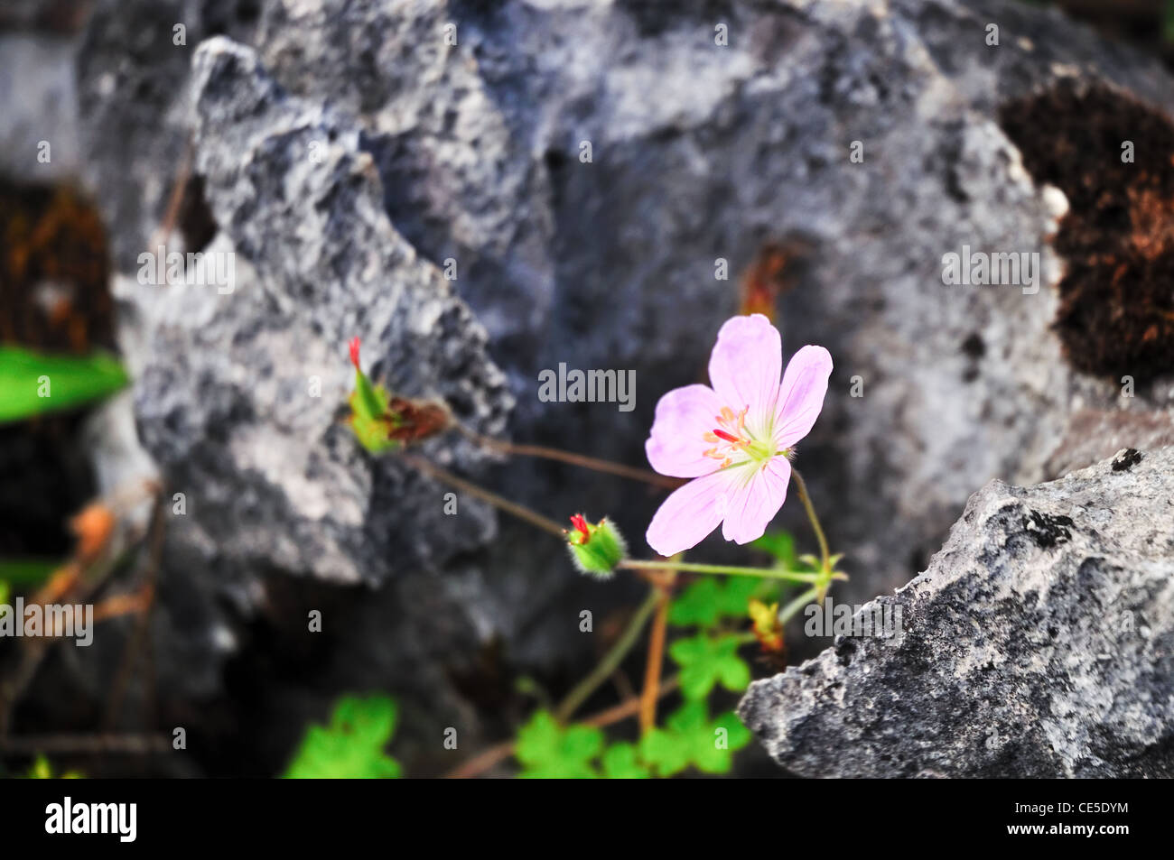 Chaing Dao geranium flower Stock Photo - Alamy