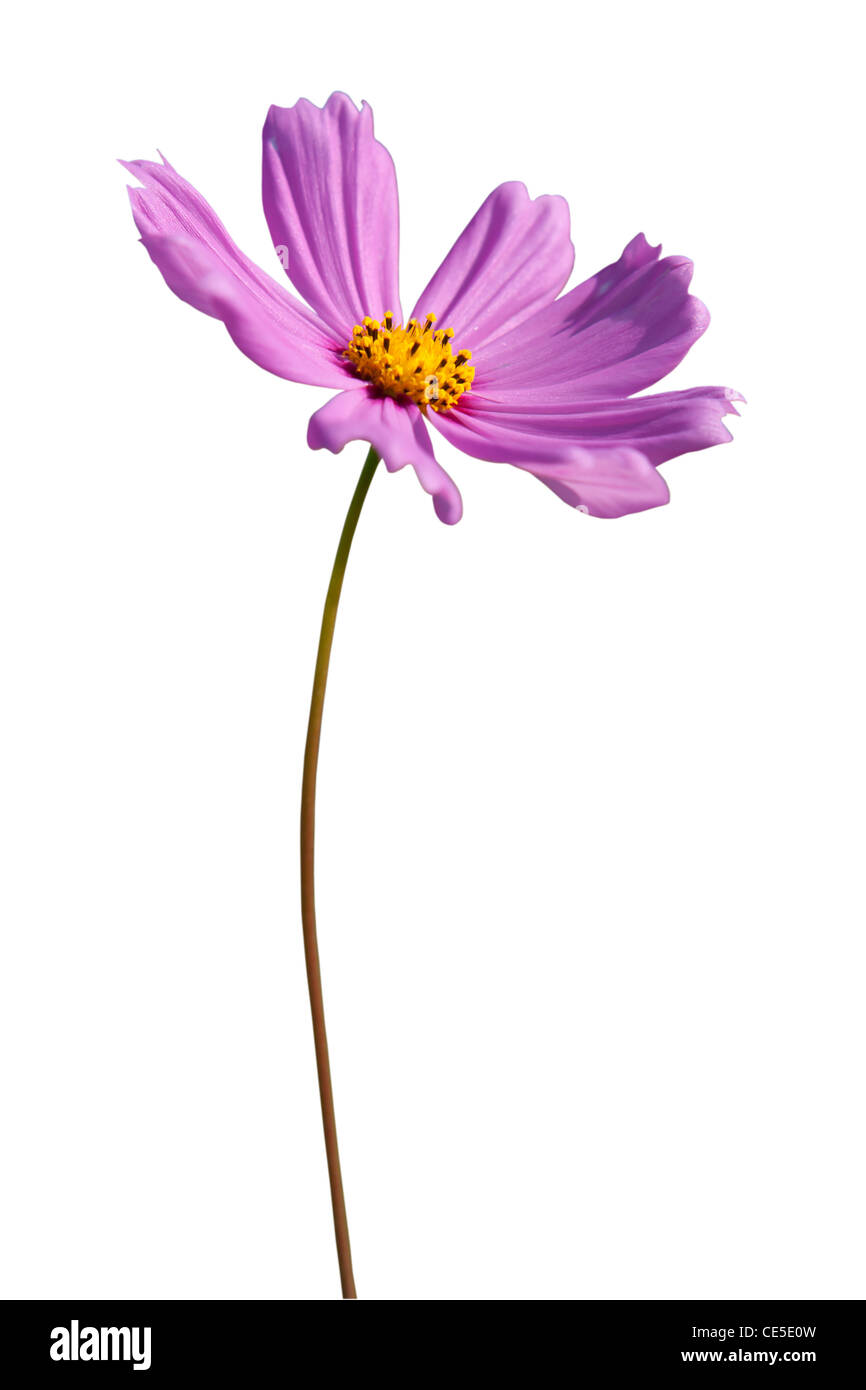 Sunny garden flower Cut Out Stock Images & Pictures - Alamy