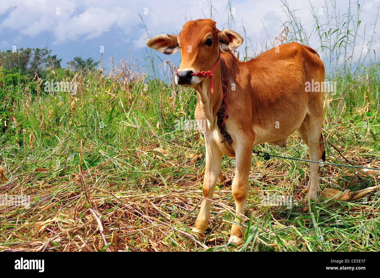 Ox in field Stock Photo - Alamy