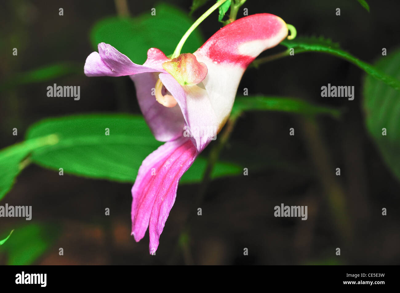 Parrot flower hi-res stock photography and images - Alamy