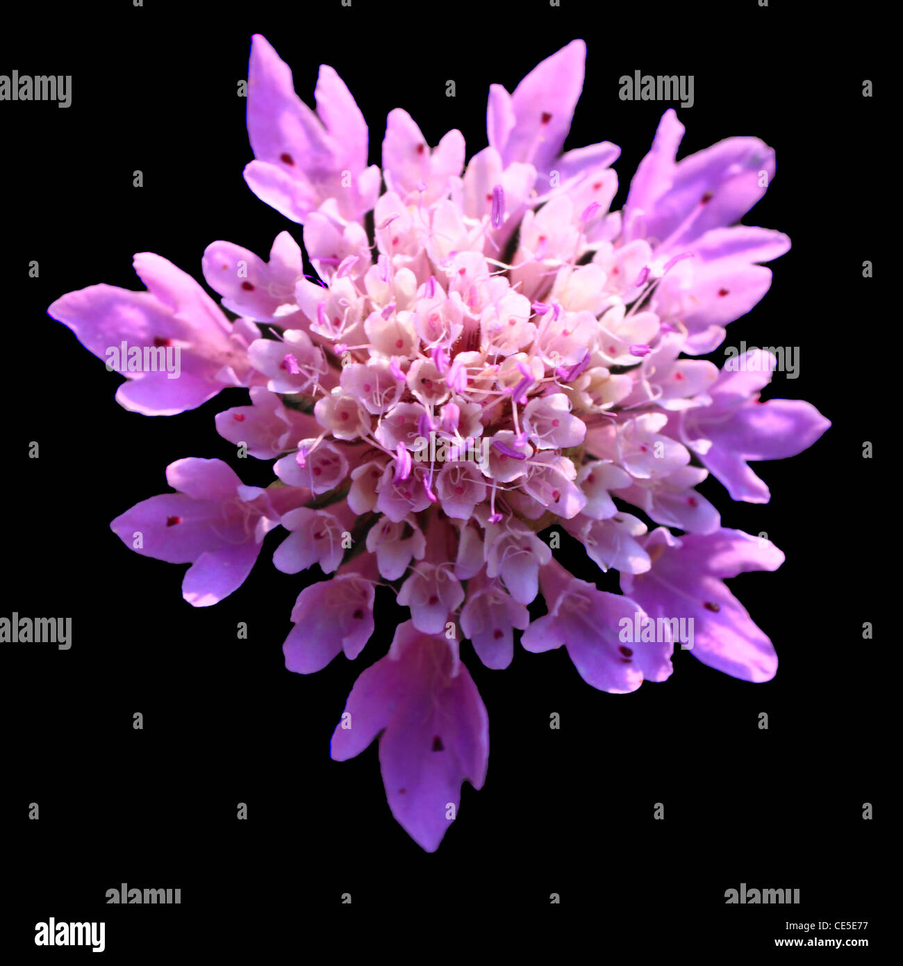 A single purple flower isolated on a black background Stock Photo - Alamy