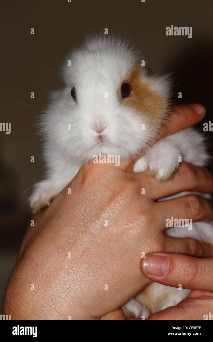 Bugs bunny hi-res stock photography and images - Alamy