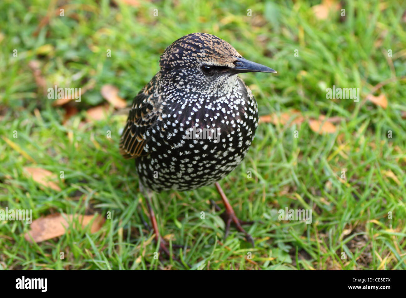 A colorful starling in a European garden Stock Photo - Alamy