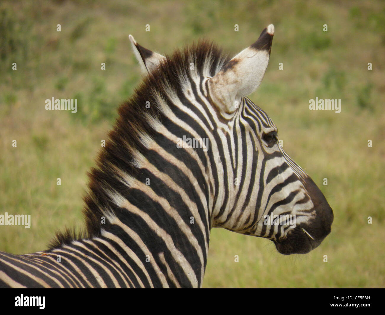 A young zebra from behind in an African savanna Stock Photo - Alamy