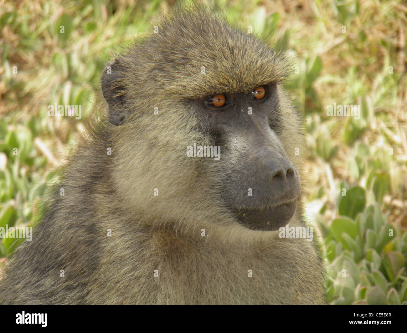 African monkey hi-res stock photography and images - Alamy