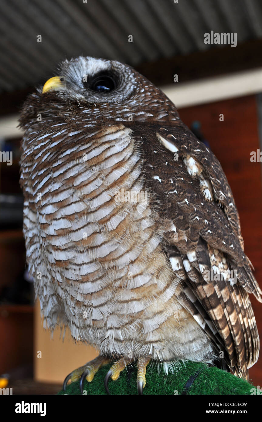 African Wood Owl - Strix woodfordii, at Eagle Encounters, Spier Winery ...