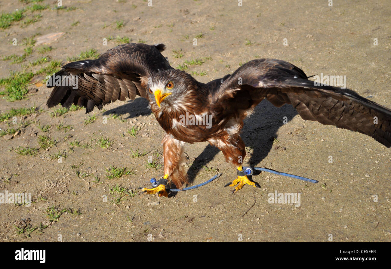 eagle, Eagle Encounters, Spier, Stellenbosch, South Africa Stock Photo ...