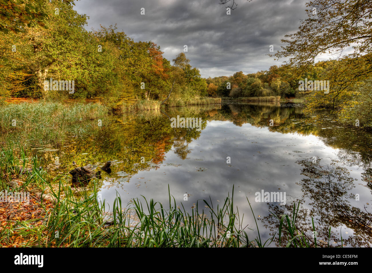 Epping Forest Pond landscape, Essex, England - hdr Stock Photo - Alamy