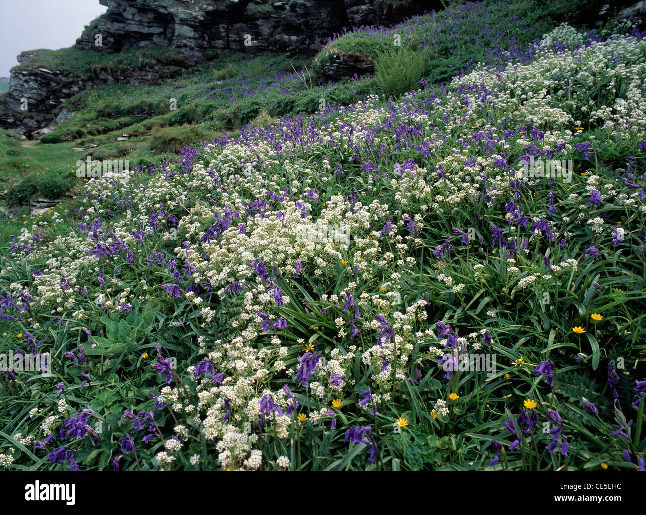 Common scurvy grass hi-res stock photography and images - Alamy